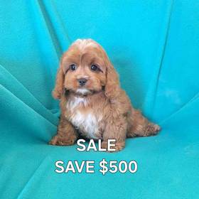 Cavapoo Puppy for sale - The Perfect Pup