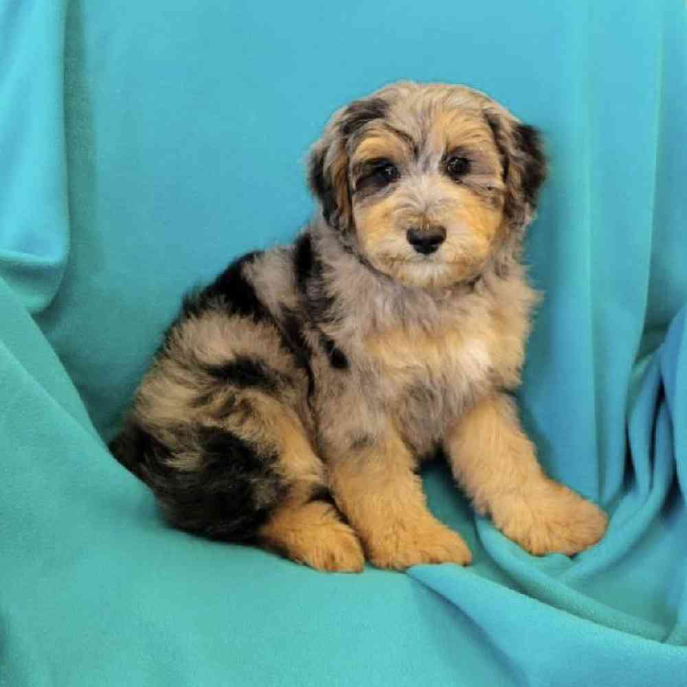 Mini Aussiedoodle Puppies for sale - The Perfect Pup